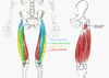 Thigh Muscles: Anatomy, Functions, and Strengthening Exercises ...