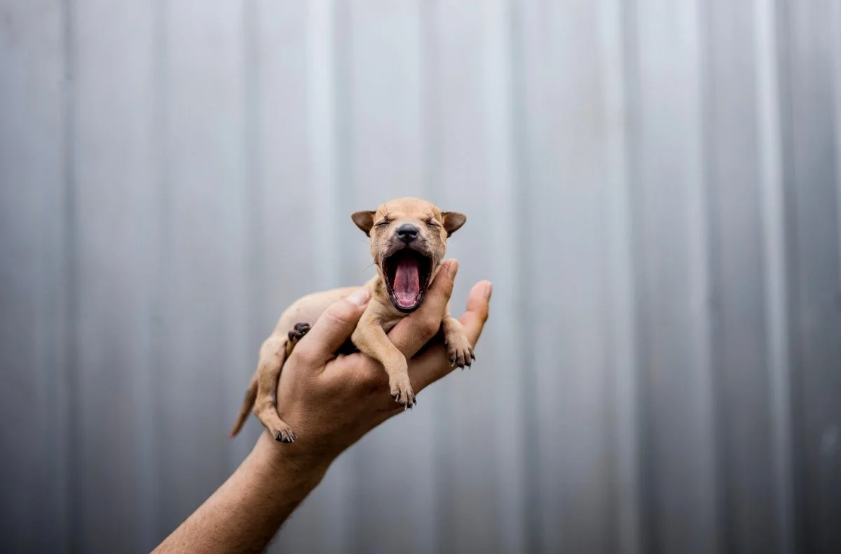 Street Dog Rescue - Thailand — Justin Mott | Vietnam Based Photographer
