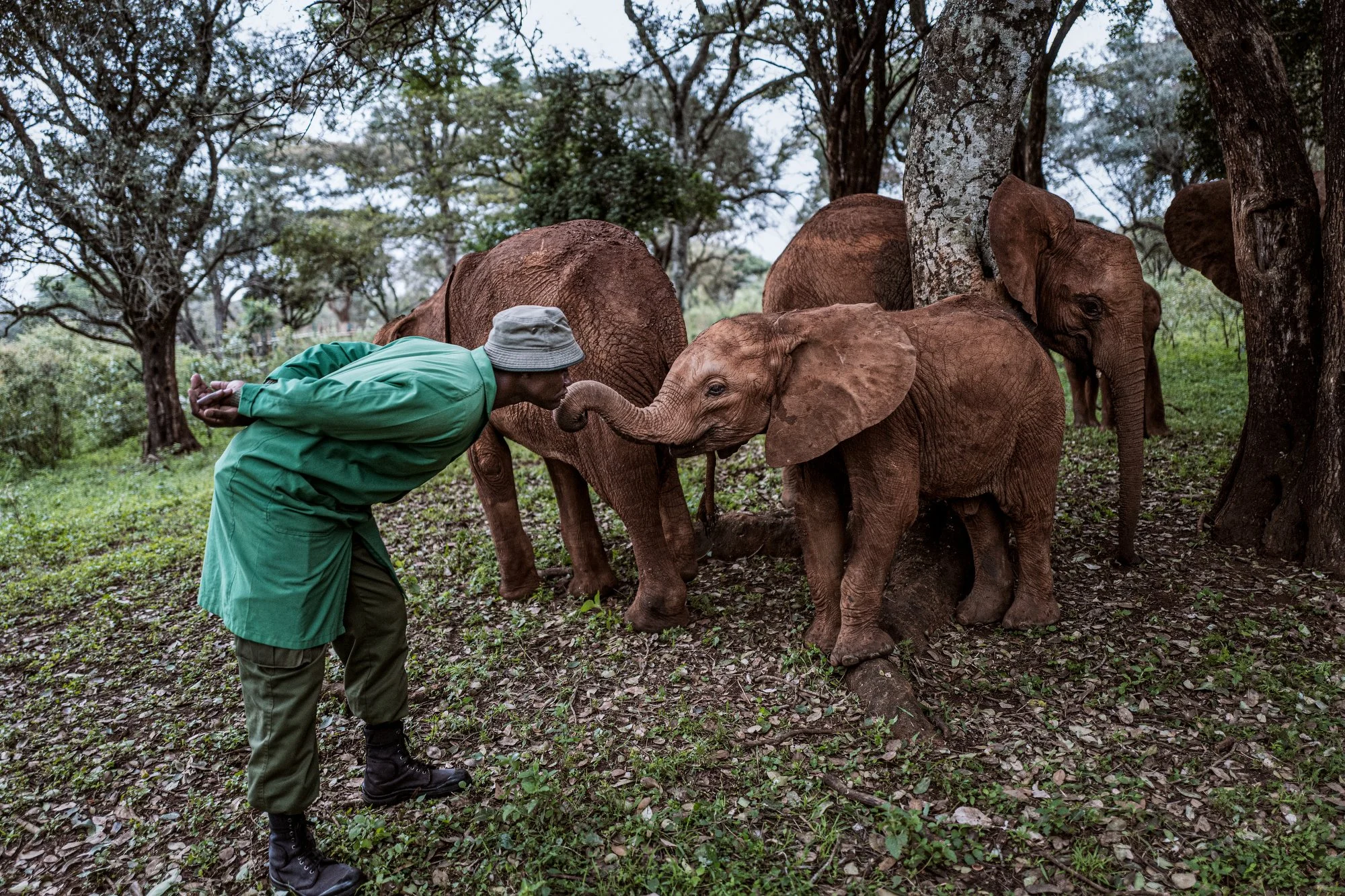 Orphaned Elephants - Kenya