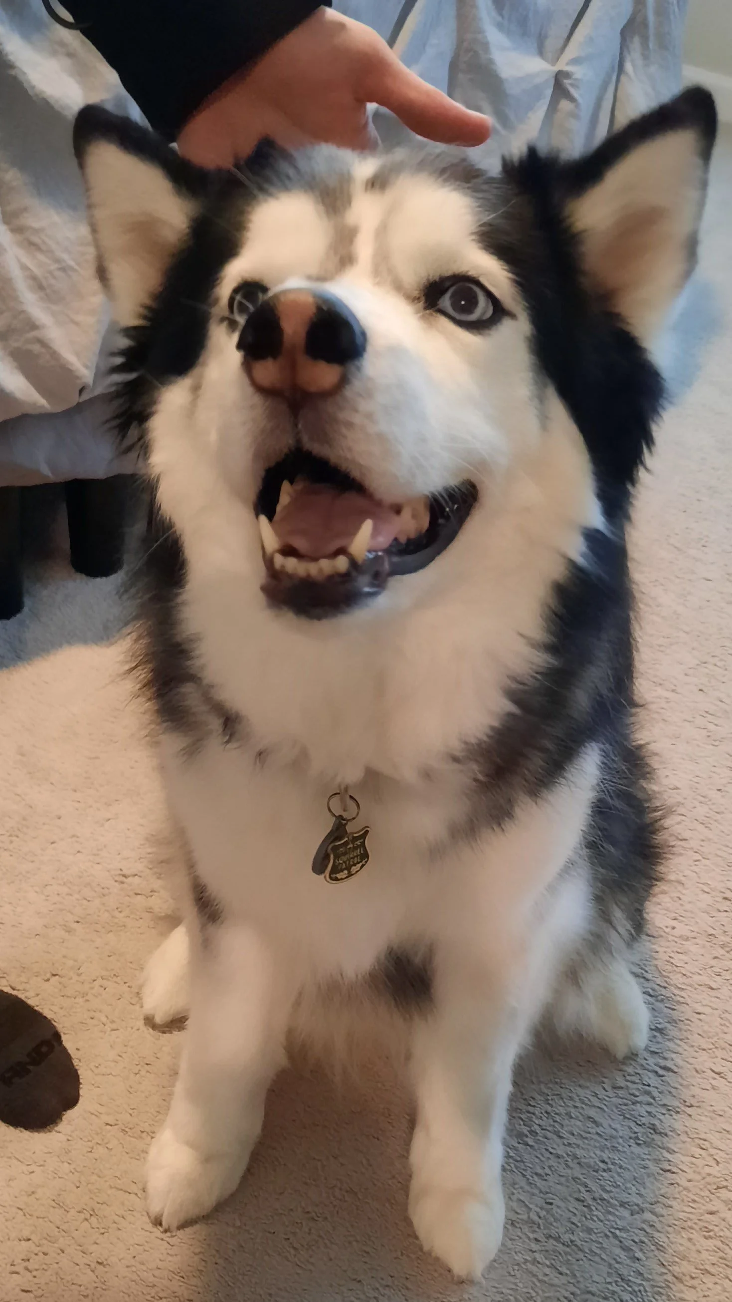 The Original Cyber Huskies: Meet the Inspiration Behind Cyber Husky IT ...