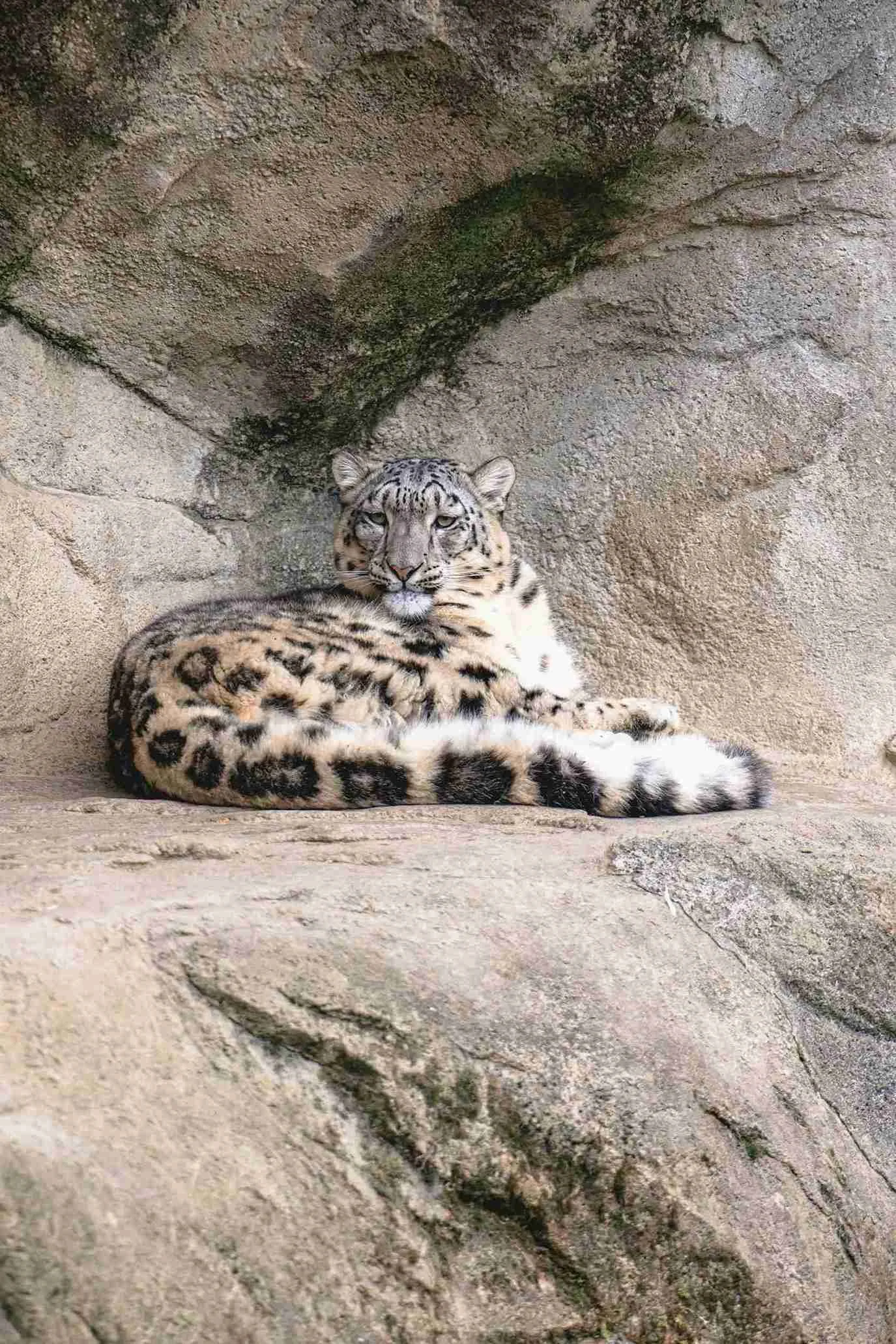 snow leopard mongolia — Sayat Travel