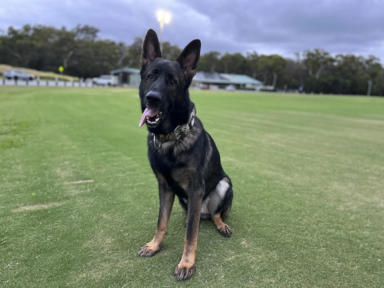 Animal Behaviour Consultant & Animal Trainer