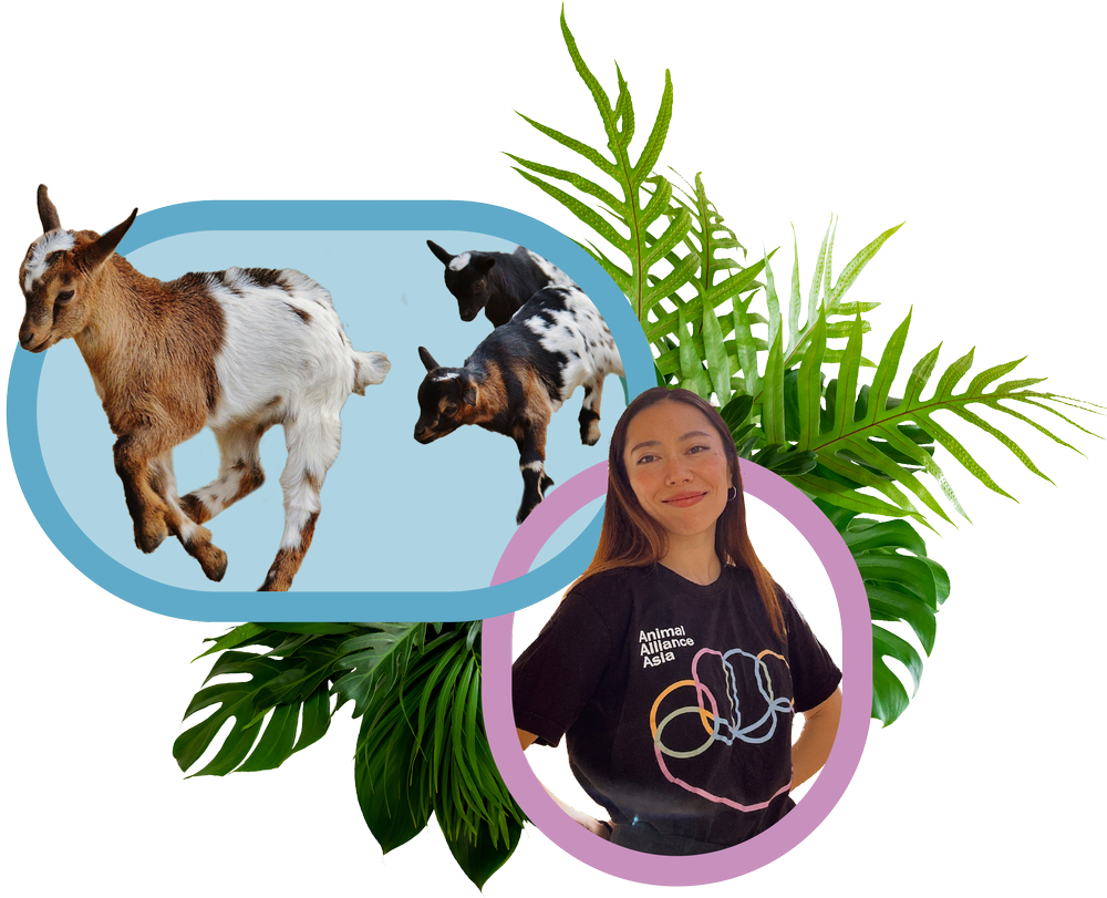 Get Involved — Animal Alliance Asia