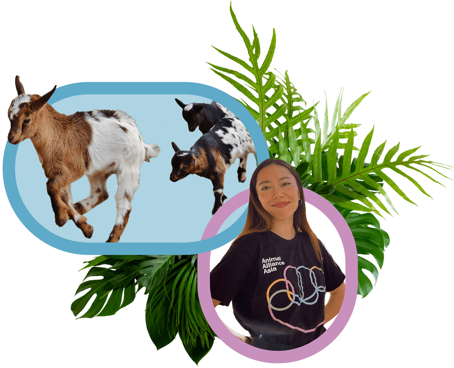 Get Involved — Animal Alliance Asia