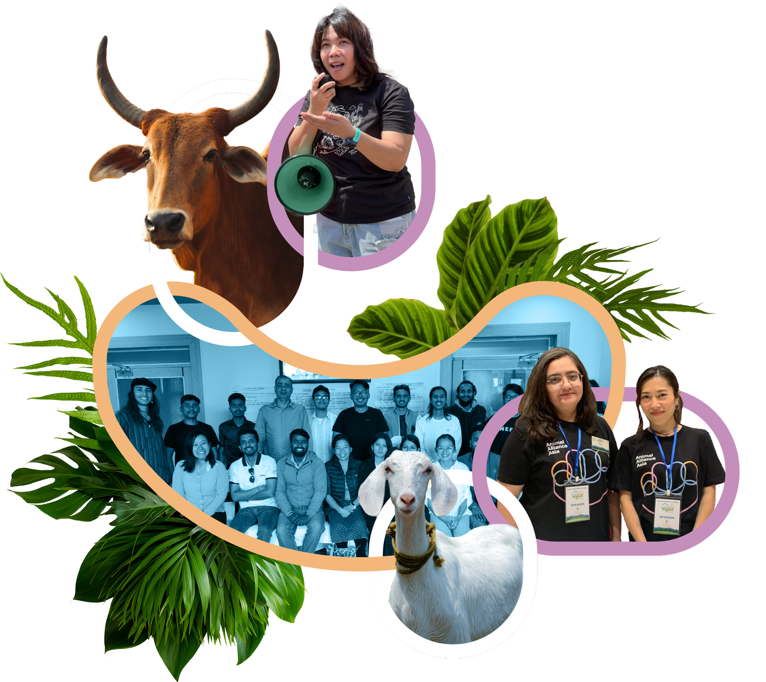 Animal Alliance Asia