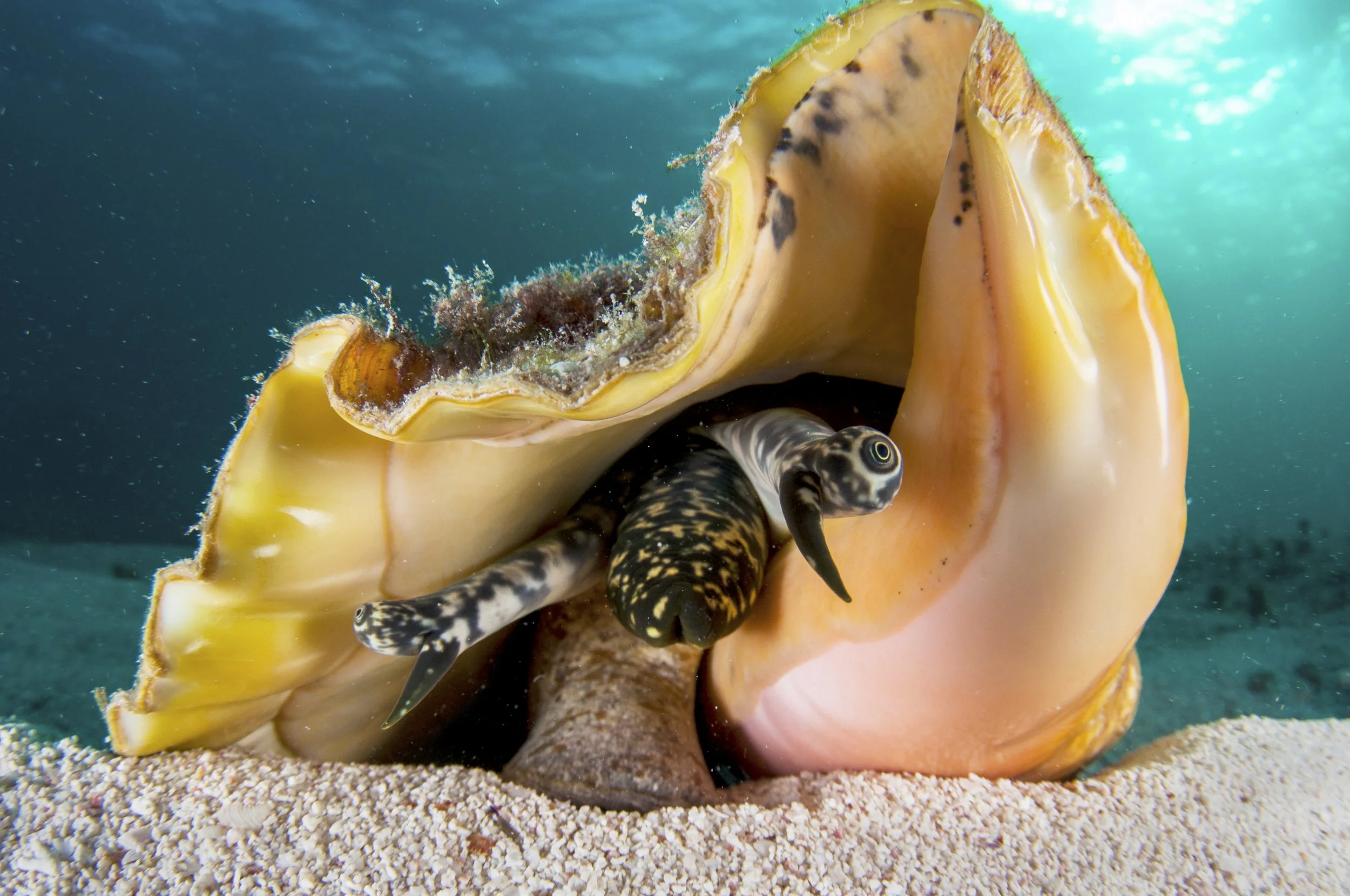 Meet the Queen Conch — Queen Conch Lab