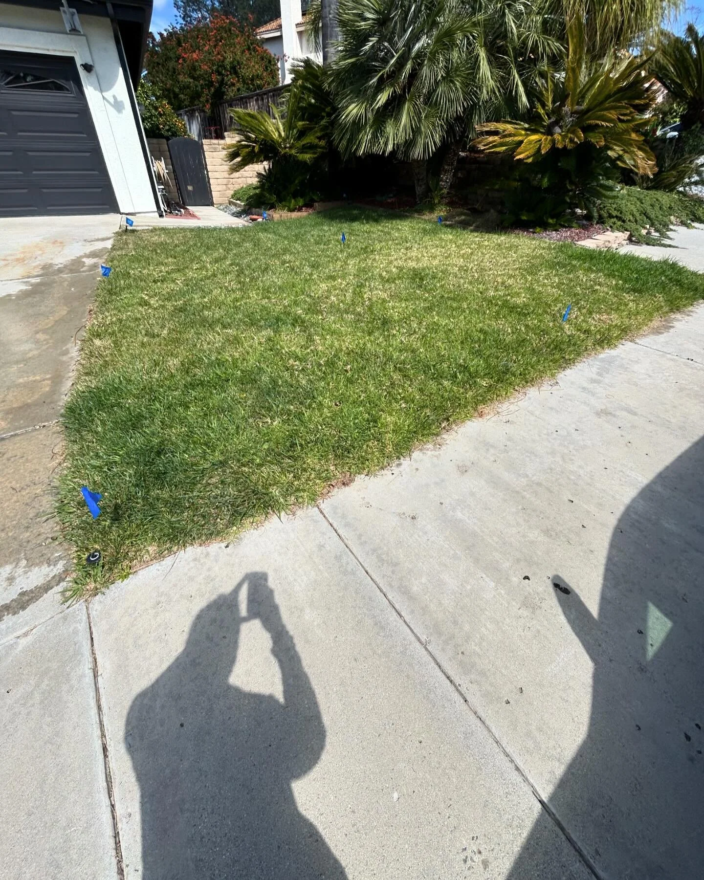 That Aeration Guy! Beautiful real lawns grown from seed! Green grass!