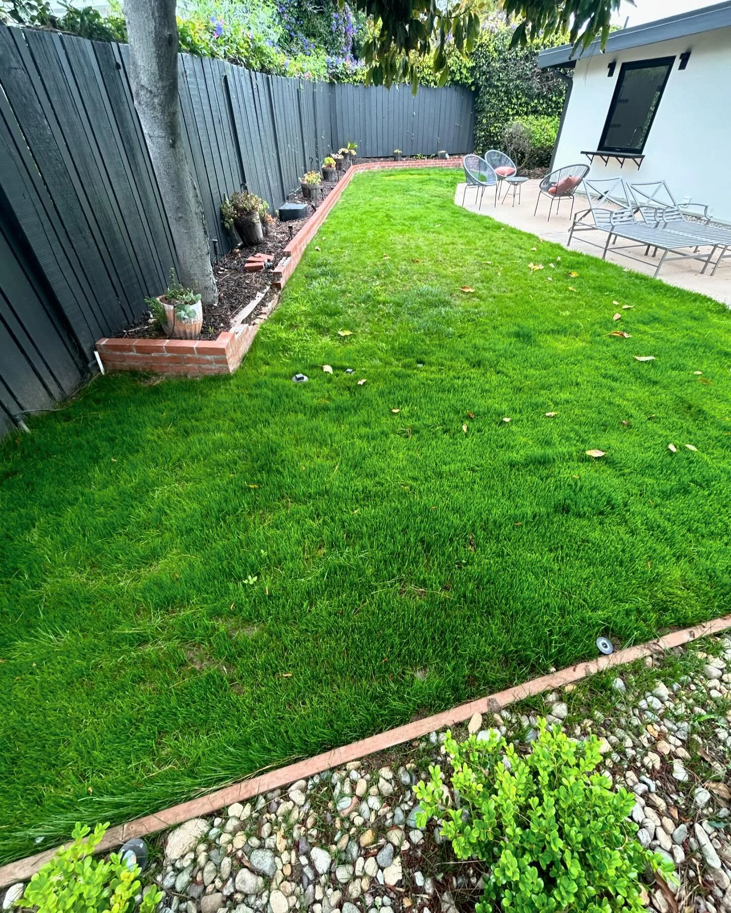 That Aeration Guy! Beautiful real lawns grown from seed! Green grass!