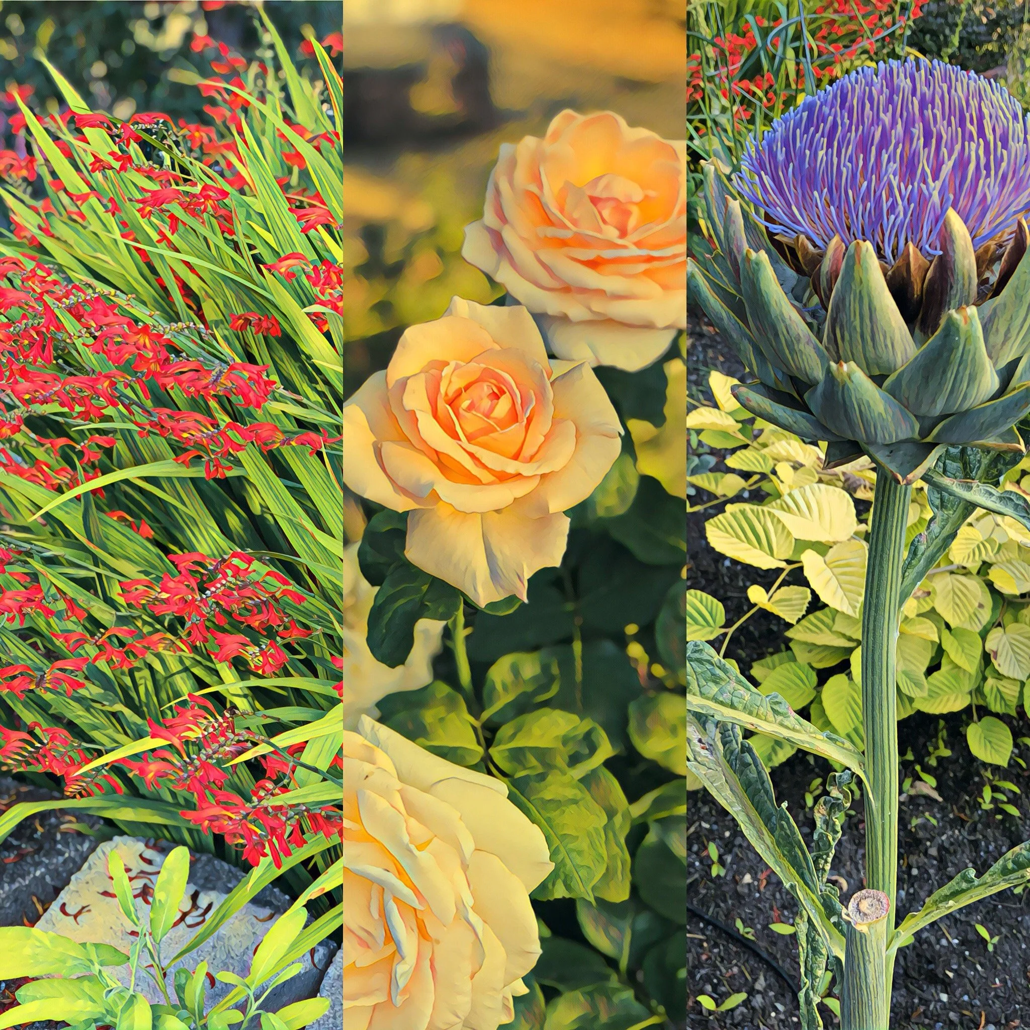 Store 1 — Huckleberry Gardens