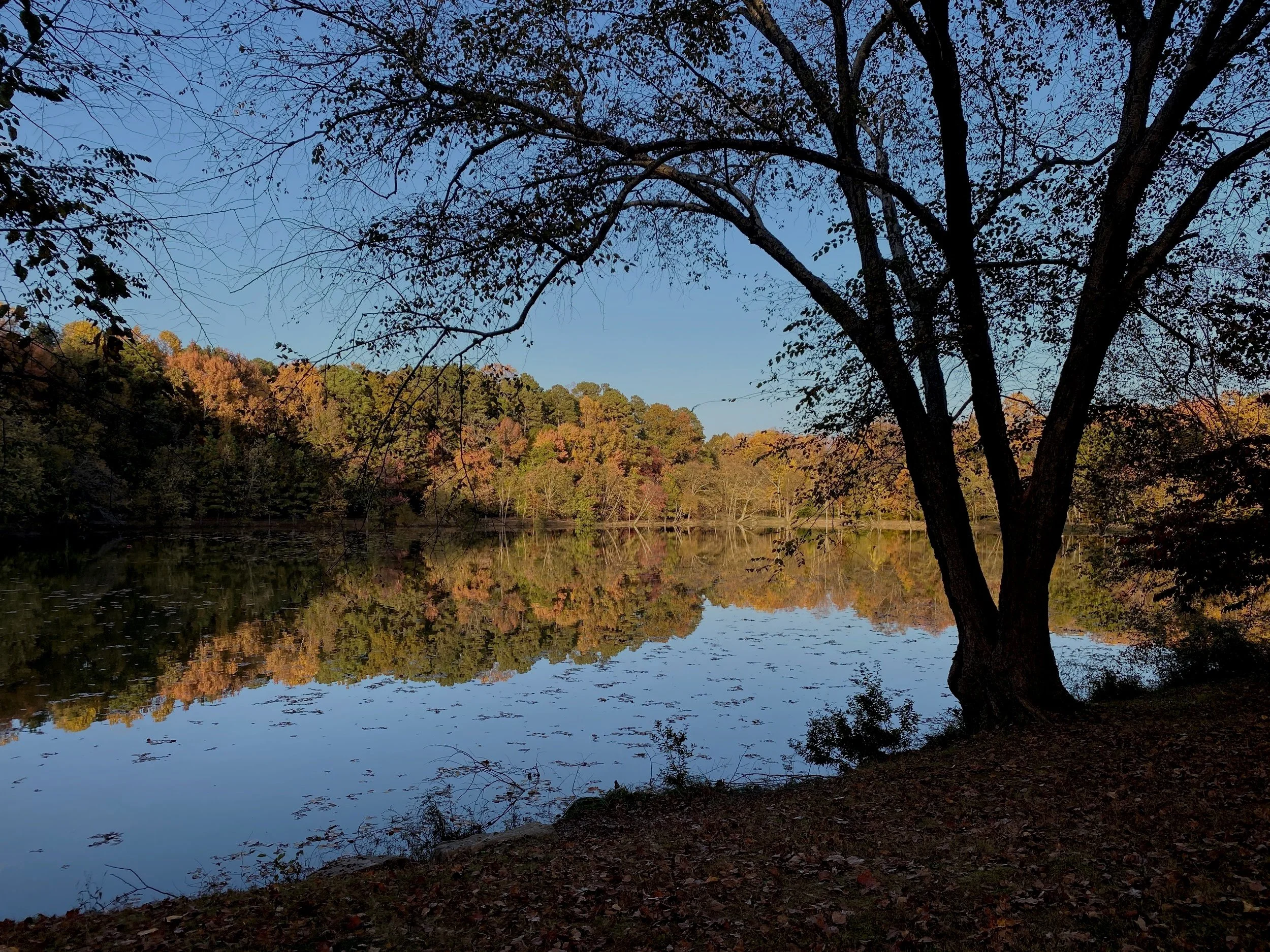 The Raintree Association | Explore Raintree — Join Our Community