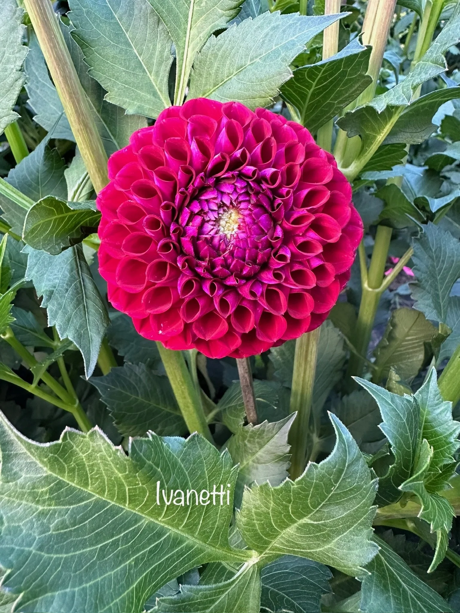 Store 2 — Windmill Ln Flowers