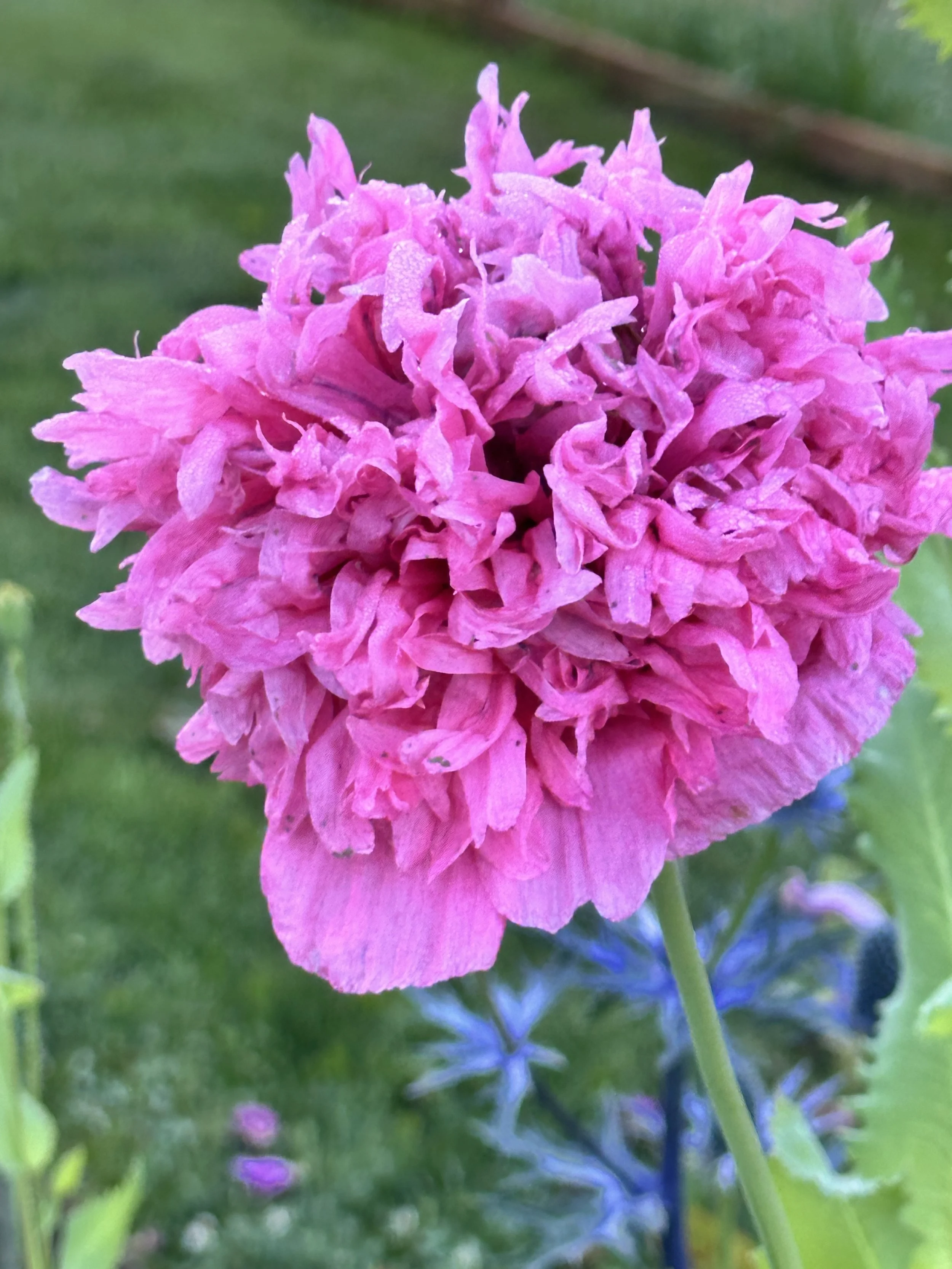 Store 2 — Windmill Ln Flowers