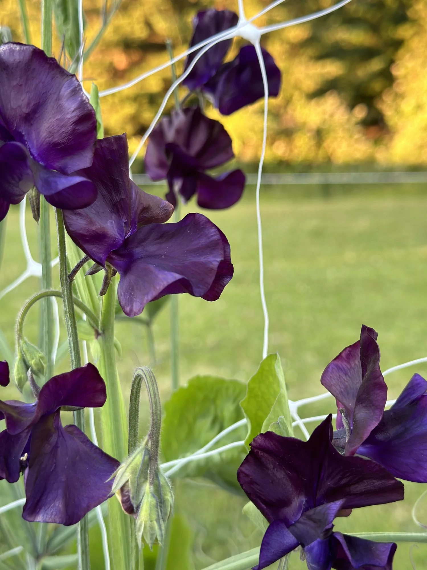 Store 2 — Windmill Ln Flowers