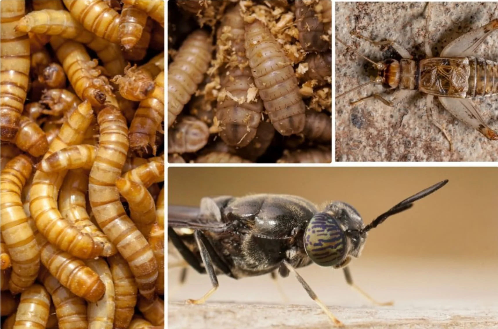 Center for Environmental Sustainability through Insect Farming