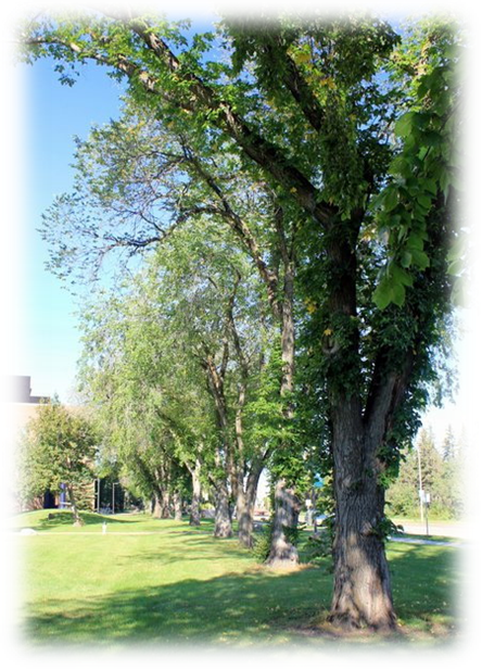 Allagash River Elm Tree