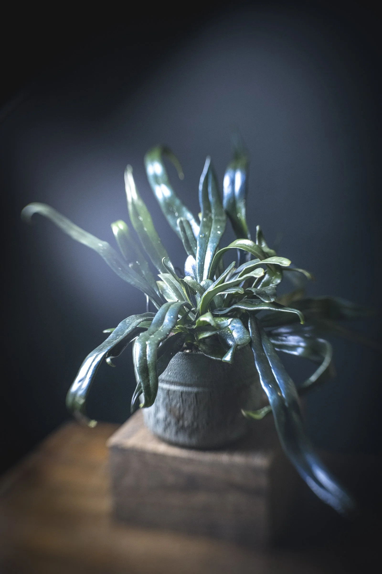 The Blue Oil Fern: Care, History, and Why It Looks Like Moonlight on ...