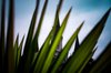 10 Surprising Ways Plants Interact with Humans — WE BITE RARE & UNUSUAL ...