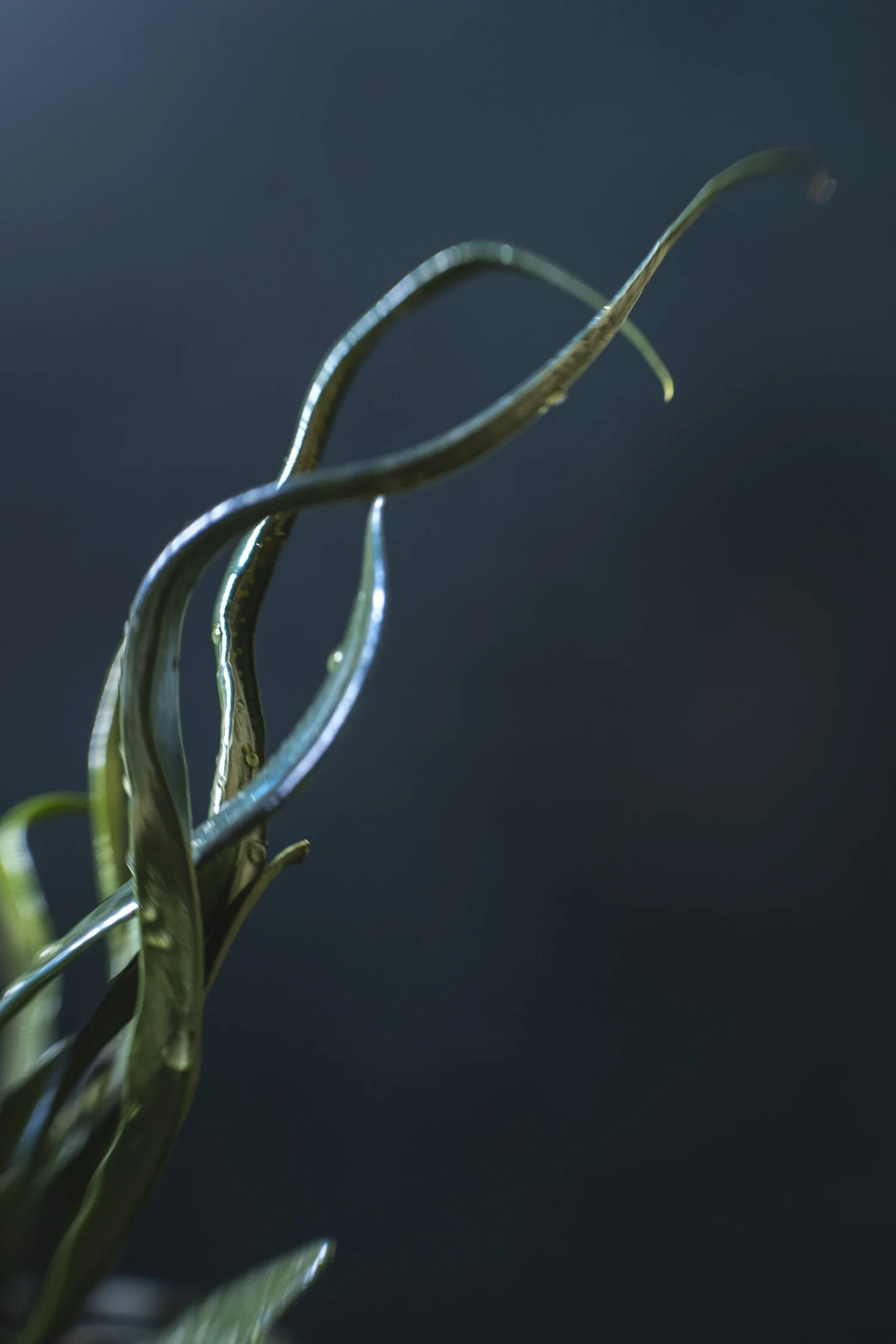 The Blue Oil Fern: Care, History, and Why It Looks Like Moonlight on ...