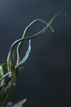 The Blue Oil Fern: Care, History, and Why It Looks Like Moonlight on ...
