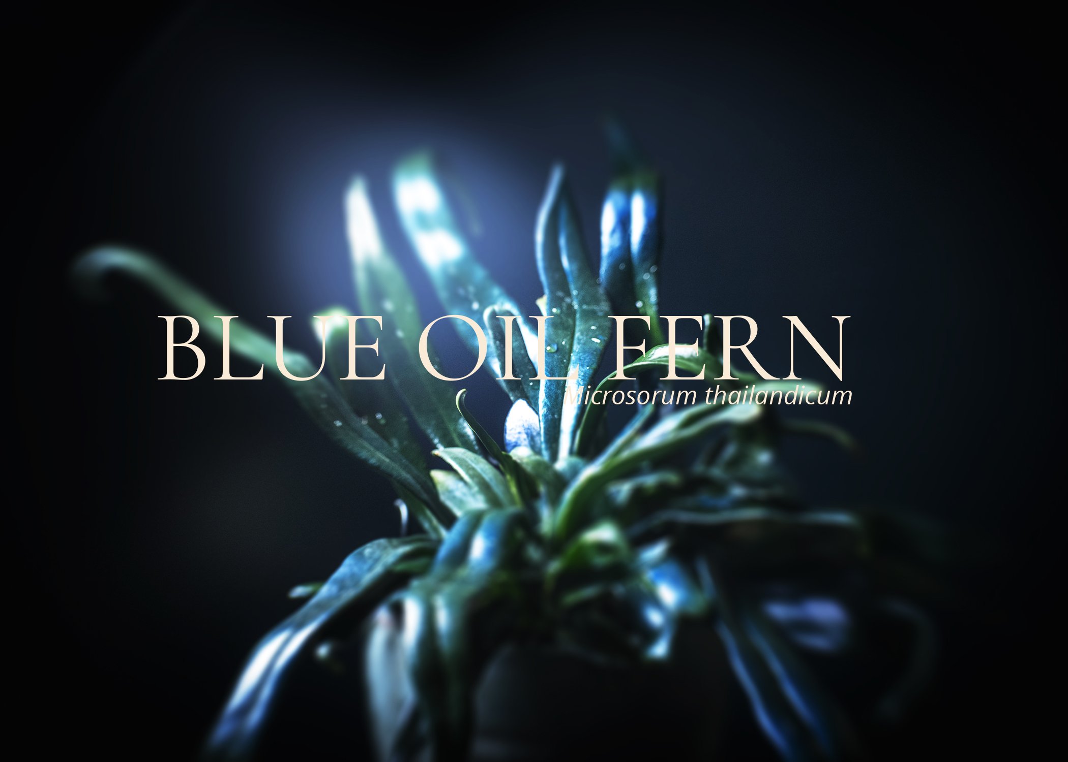 The Blue Oil Fern: Care, History, and Why It Looks Like Moonlight on ...