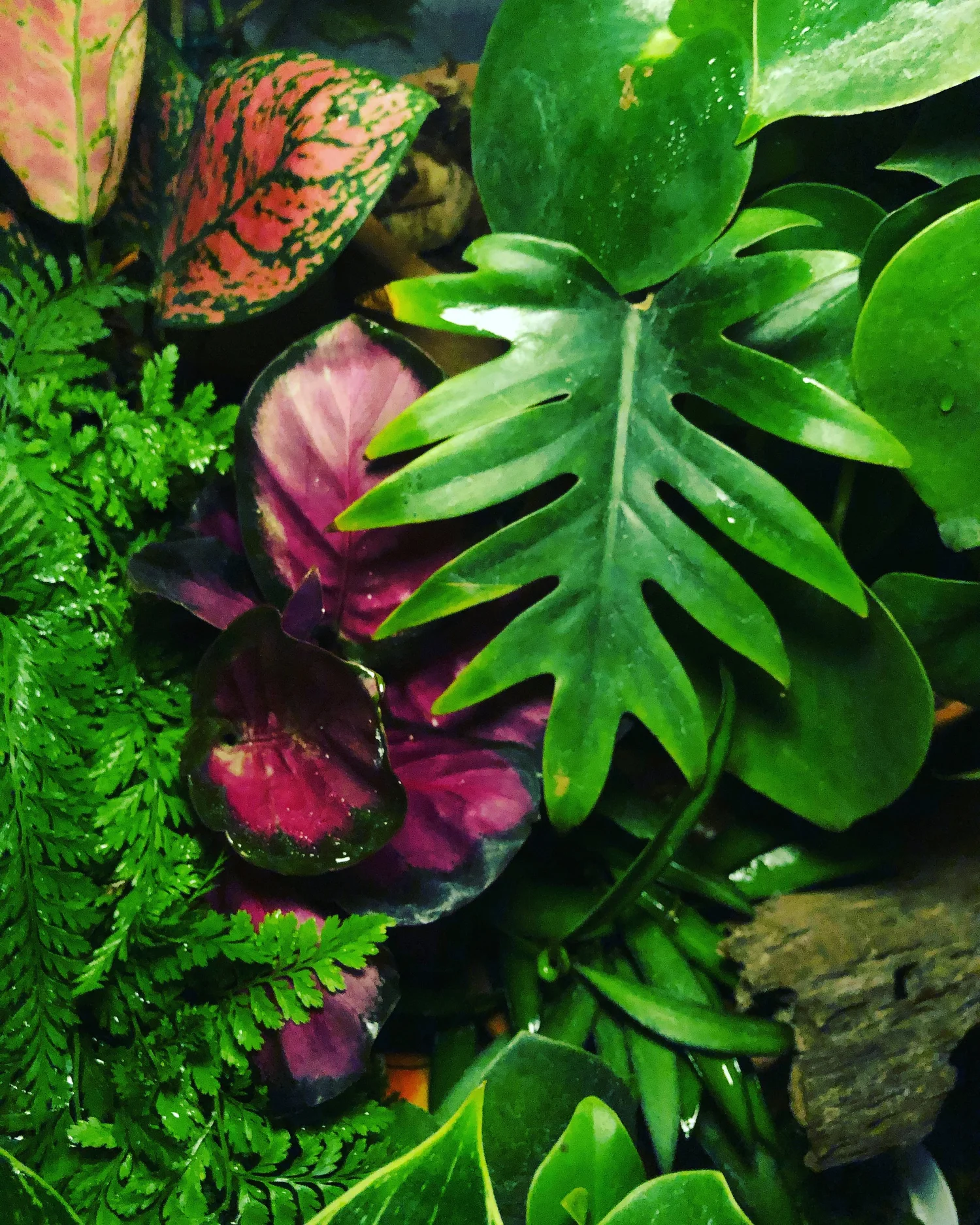 10 Surprising Ways Plants Interact with Humans — WE BITE RARE & UNUSUAL ...