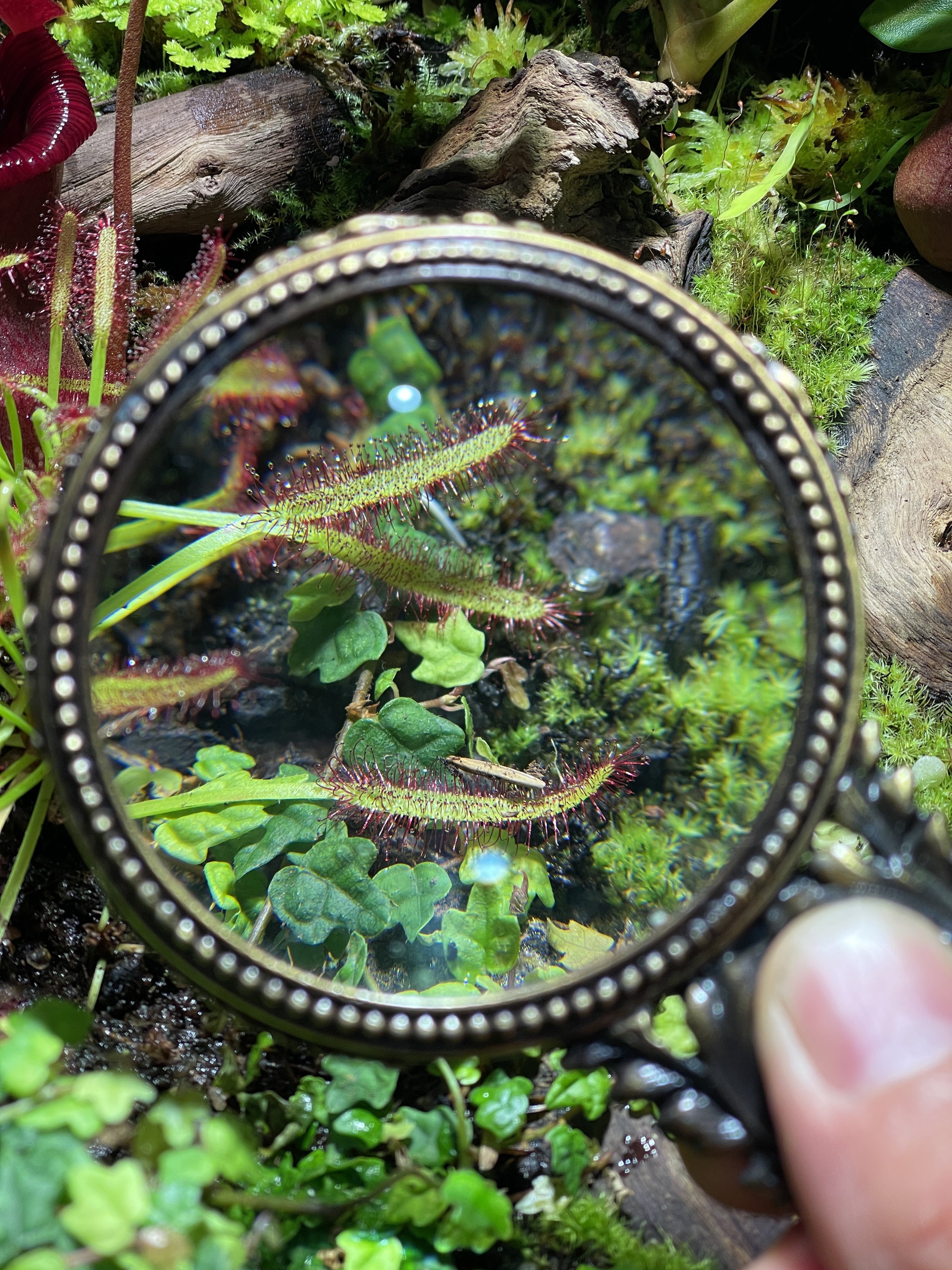 The Tale of the Wardian Case: How a Victorian Experiment Shaped Modern ...