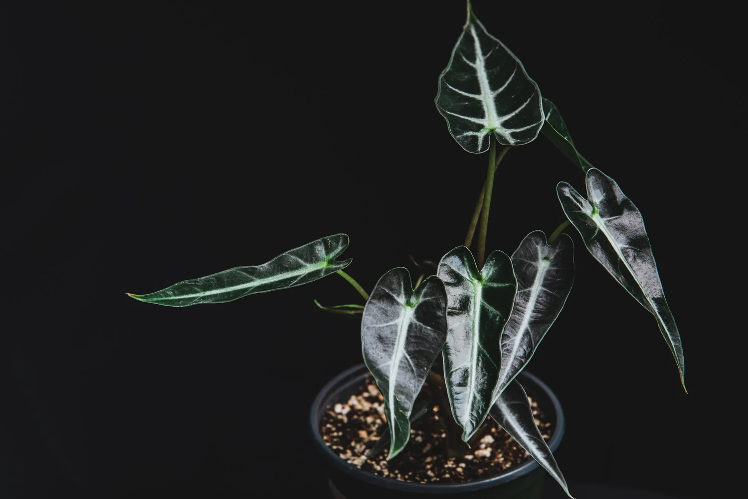 10 Surprising Ways Plants Interact with Humans — WE BITE RARE & UNUSUAL ...