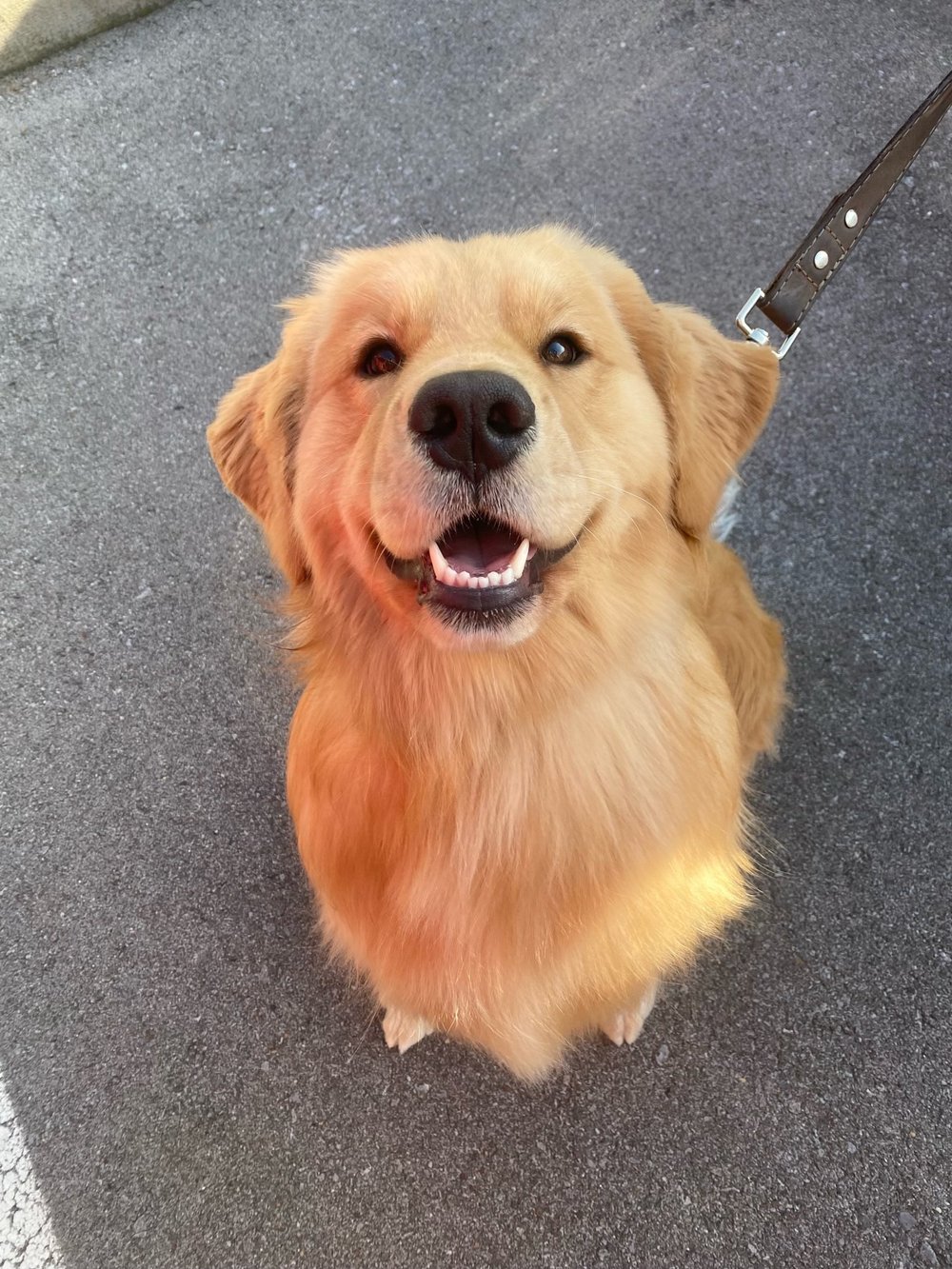 Book Now — GABBY the GROOMER