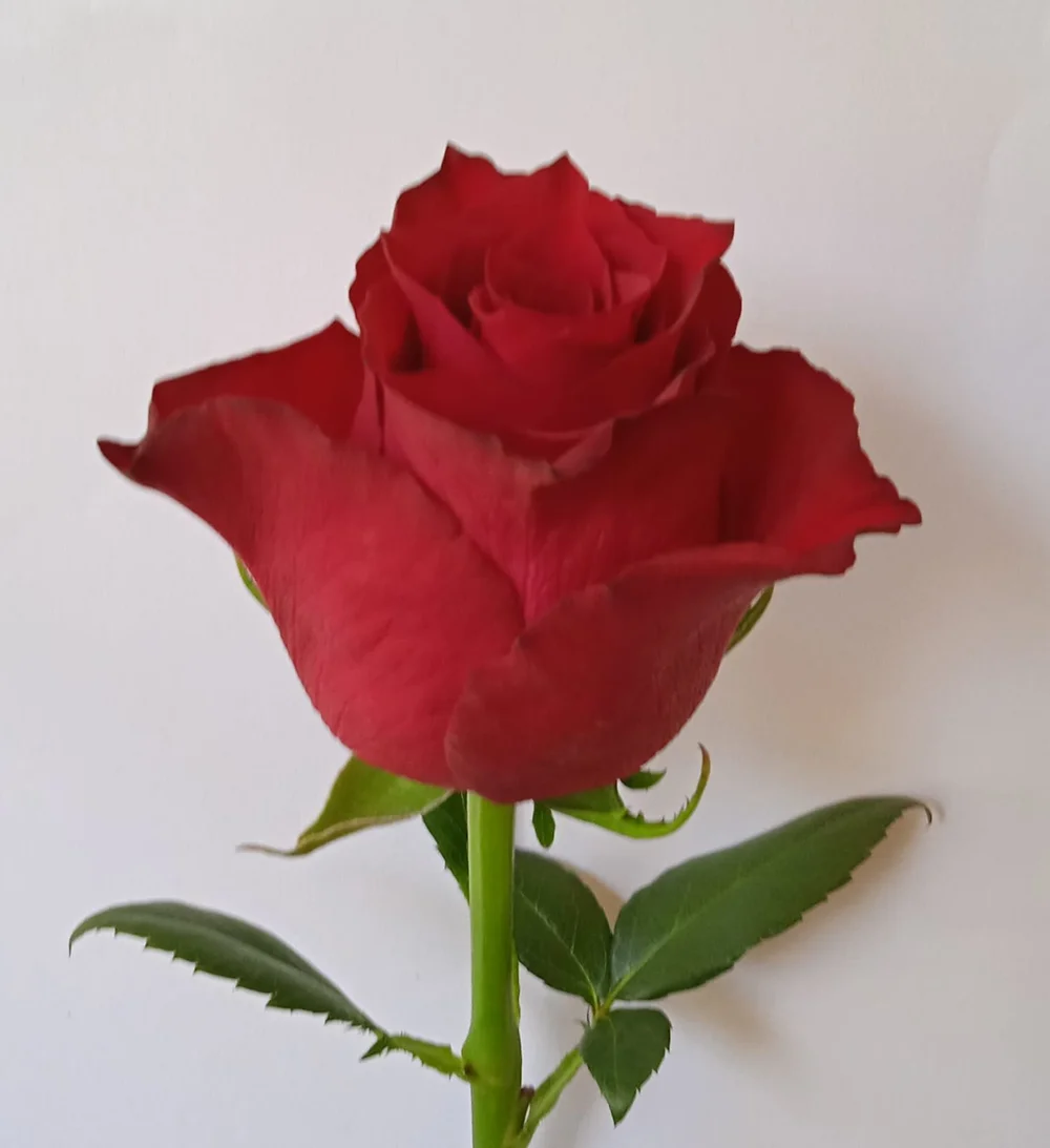 About Us — Solai Roses farm