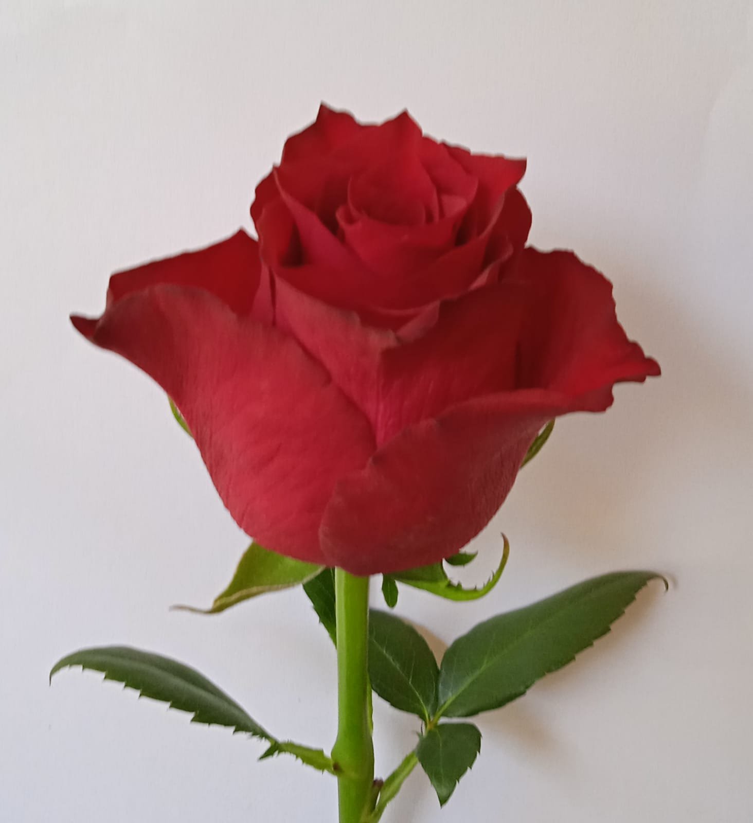 About Us — Solai Roses farm