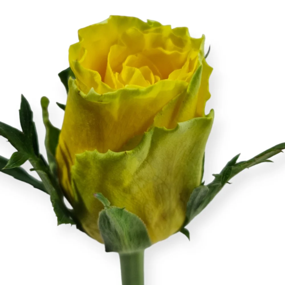 Solai Roses assortment — Solai Roses farm