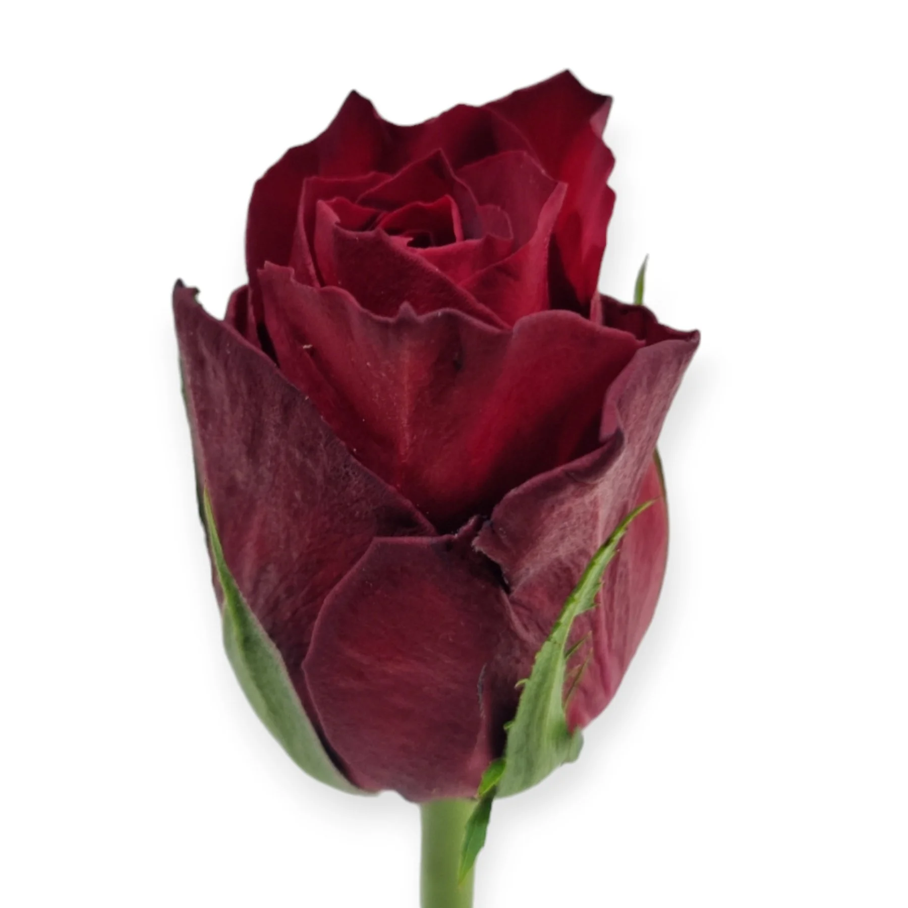 Solai Roses assortment — Solai Roses farm