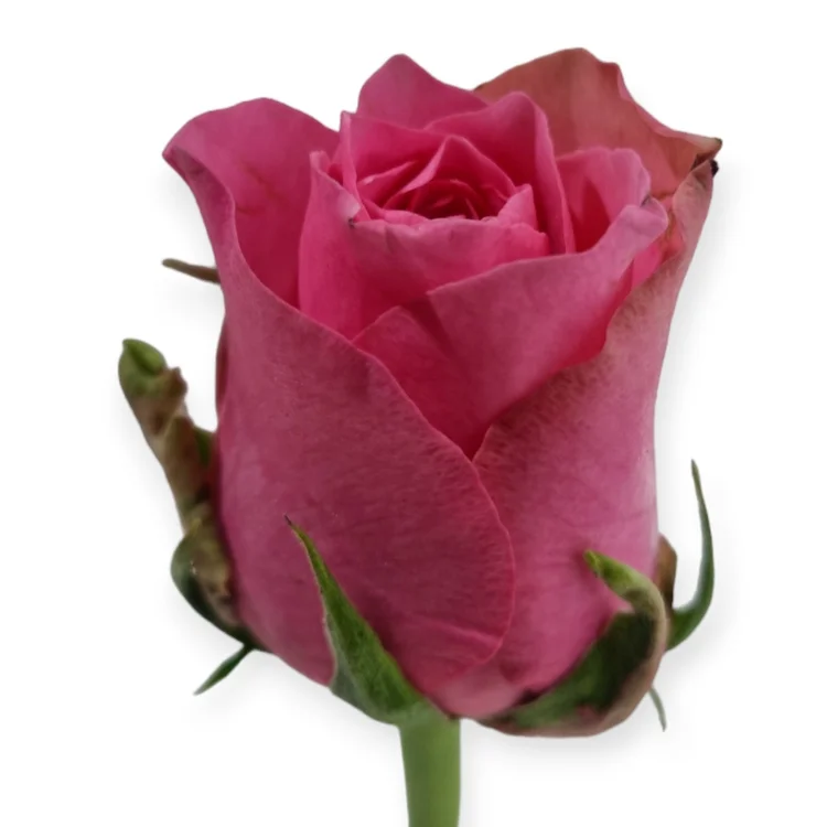 Solai Roses assortment — Solai Roses farm