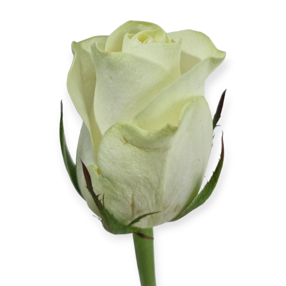 Solai Roses assortment — Solai Roses farm