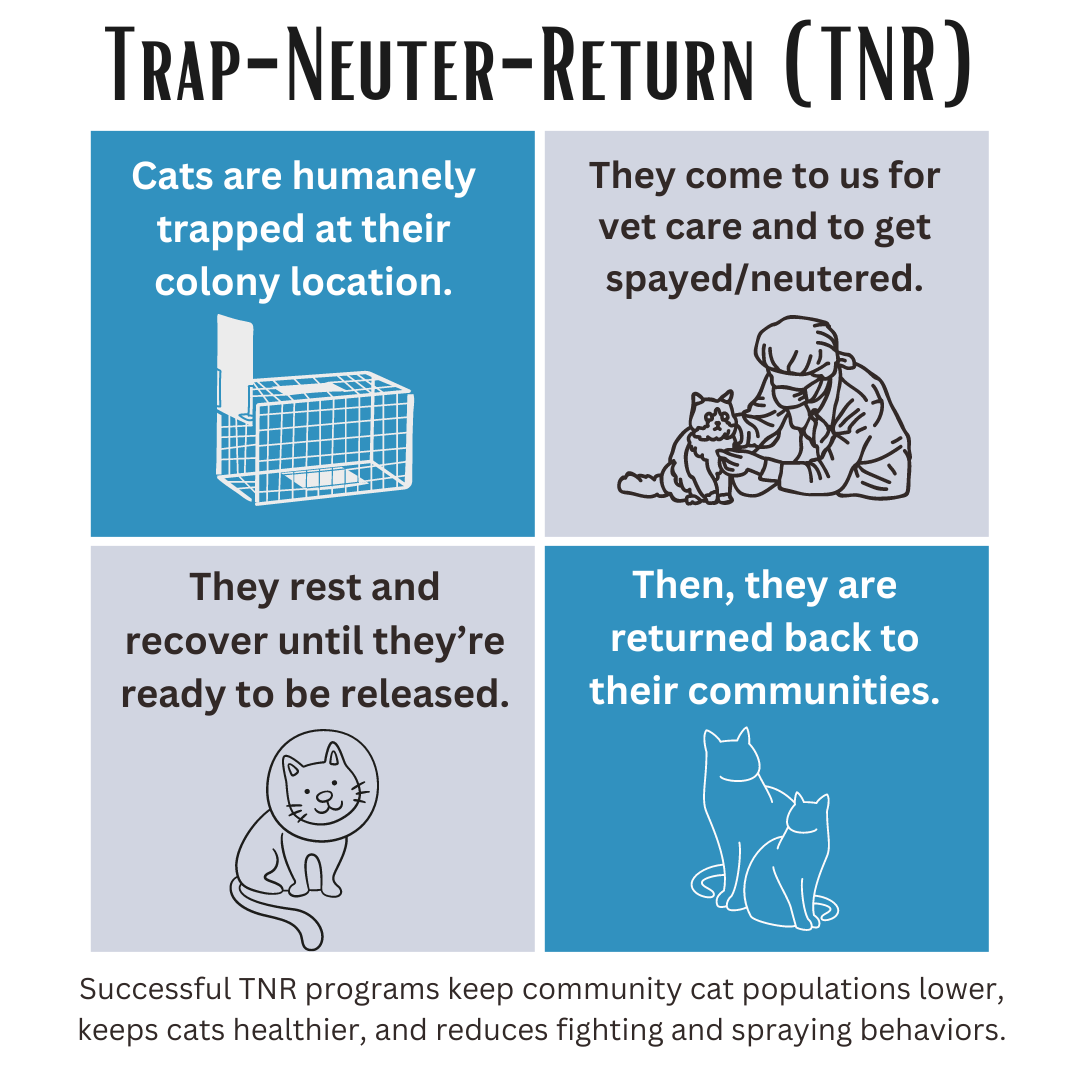 Community Cats (TNR) — Windham County Humane Society