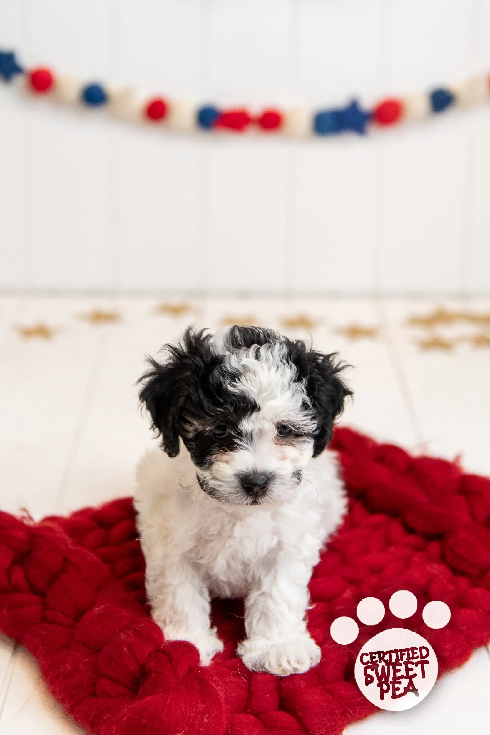 My SweetPea Puppies