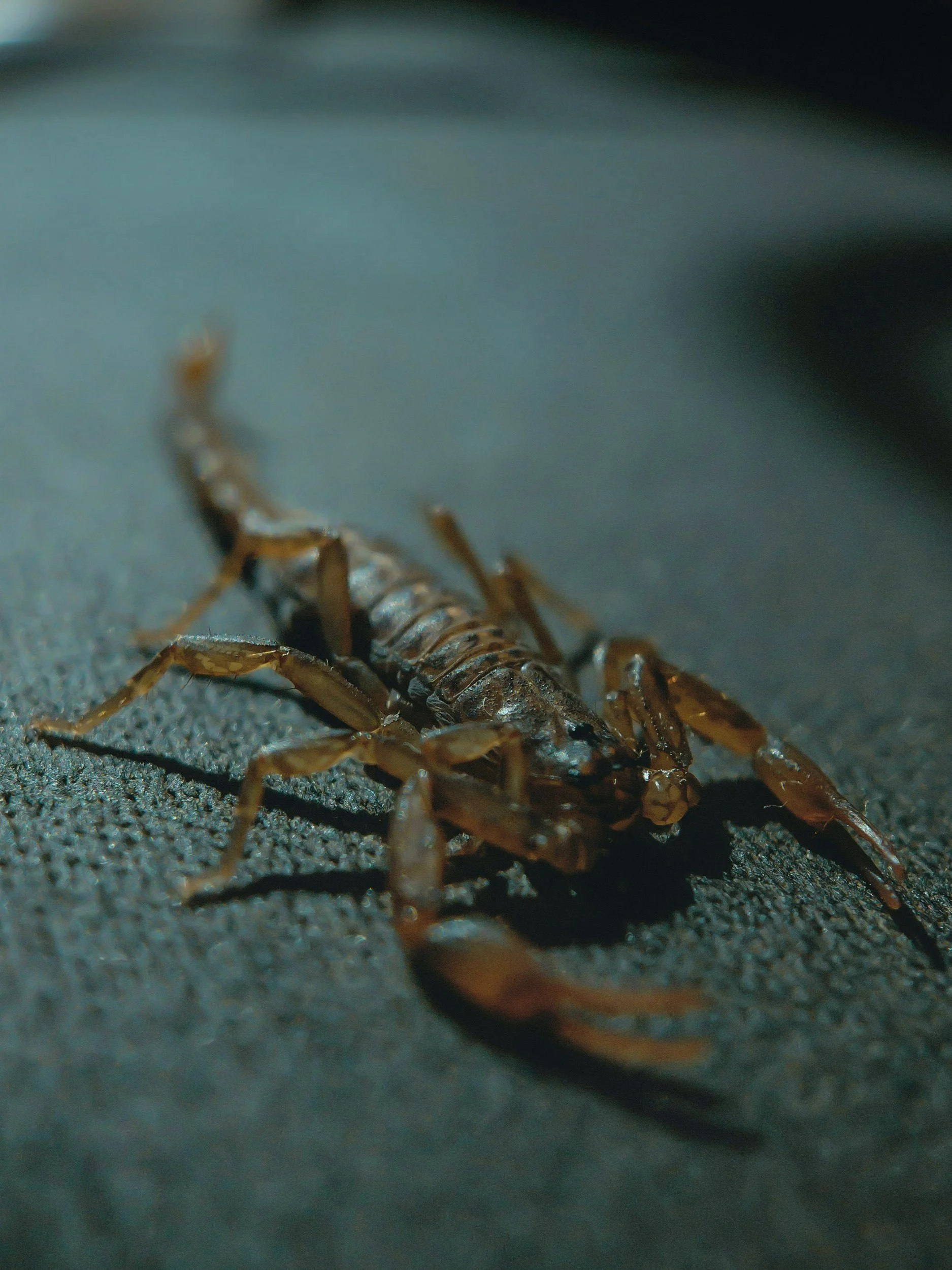 Scorpio at a Glance — AstroChiron
