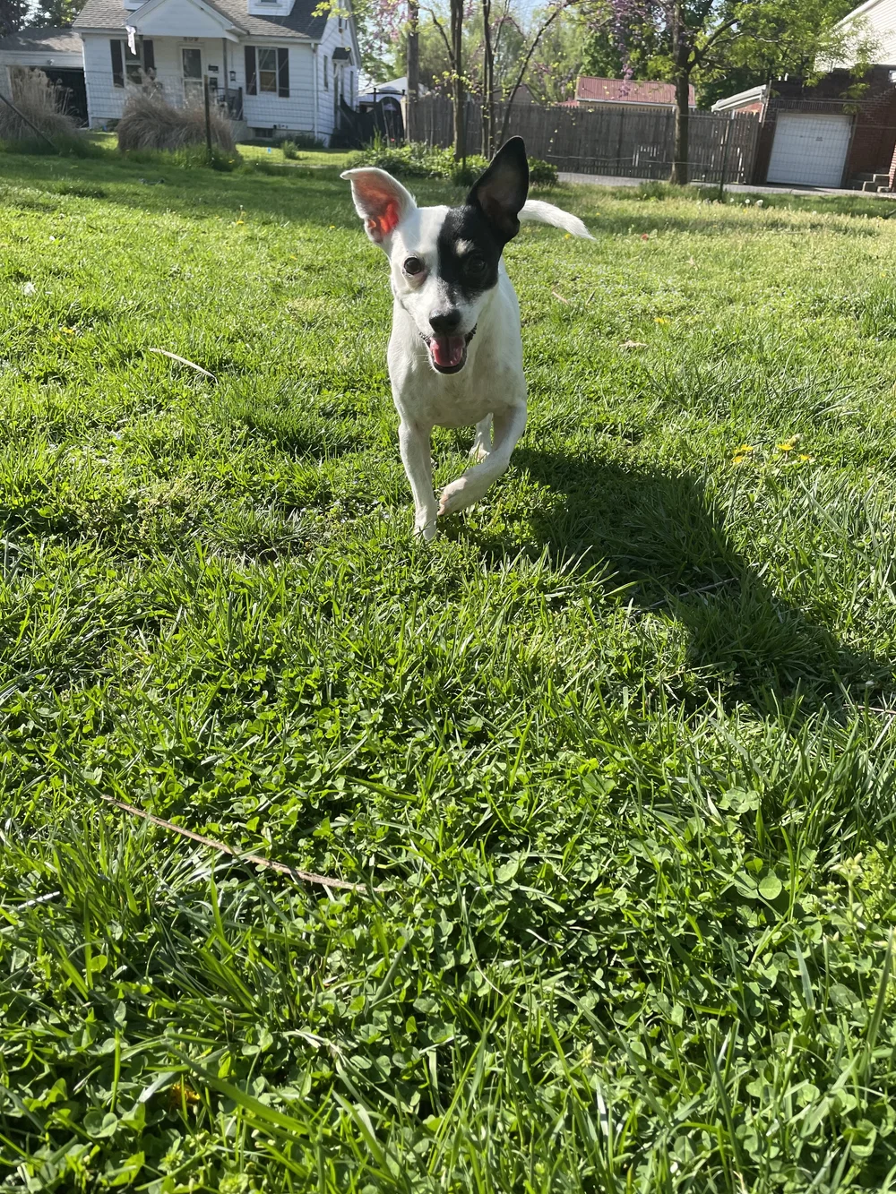 Bark Boot Camp Dog Training