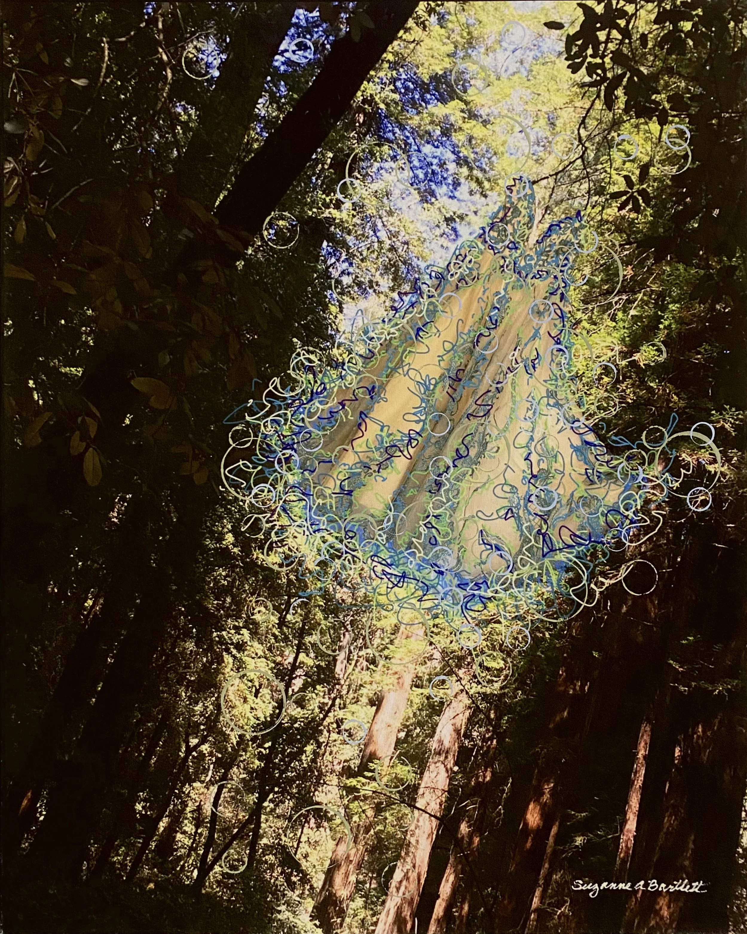 Suzanne Bartlett — Washington Printmakers Gallery