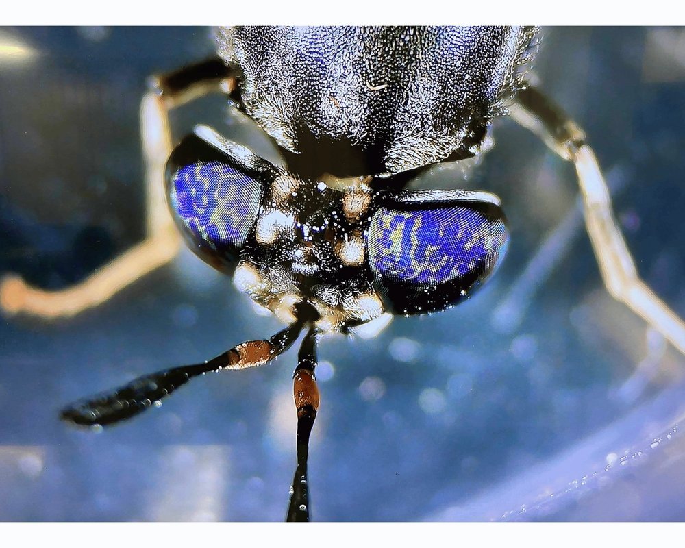 Black Soldier Fly Technology Licensing | SoldierFly — Soldier Fly ...