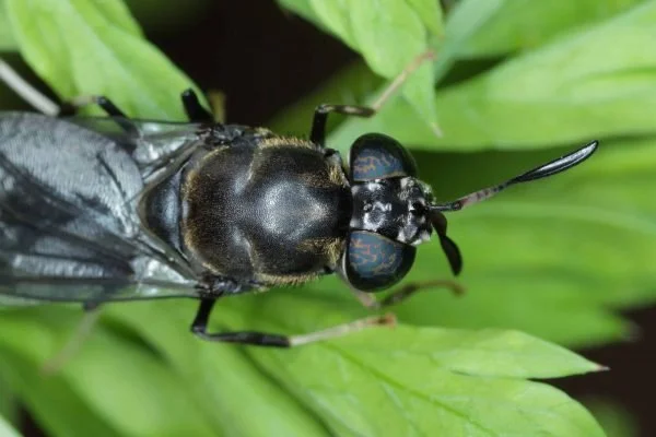 Black Soldier Fly Patented Breeding System — Soldier Fly Technologies