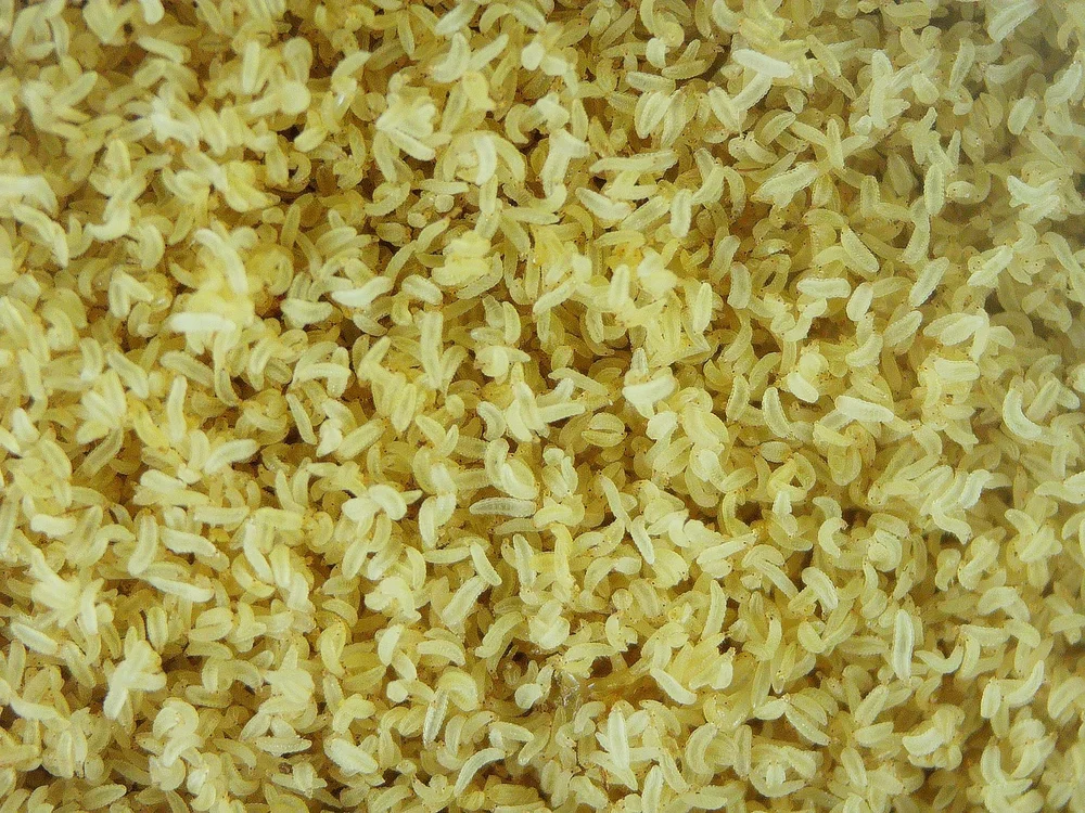 Black Soldier Fly Larvae Rearing — Soldier Fly Technologies