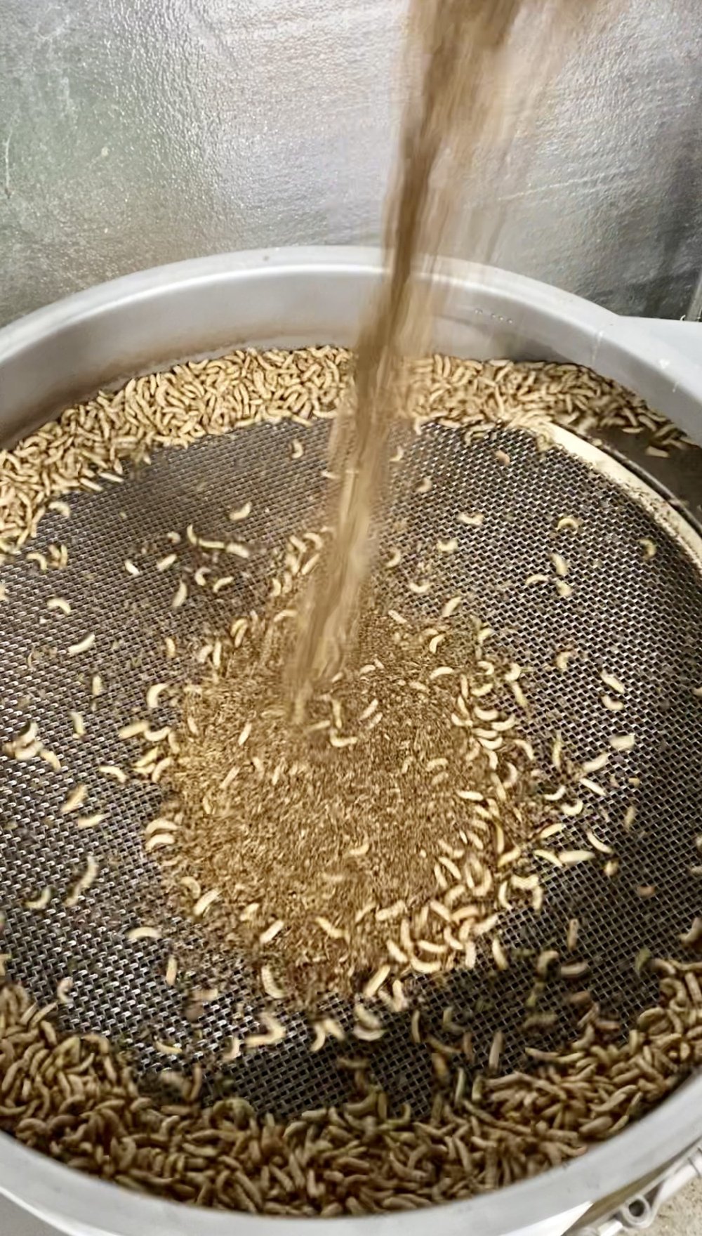 Black Soldier Fly Larvae Rearing — Soldier Fly Technologies