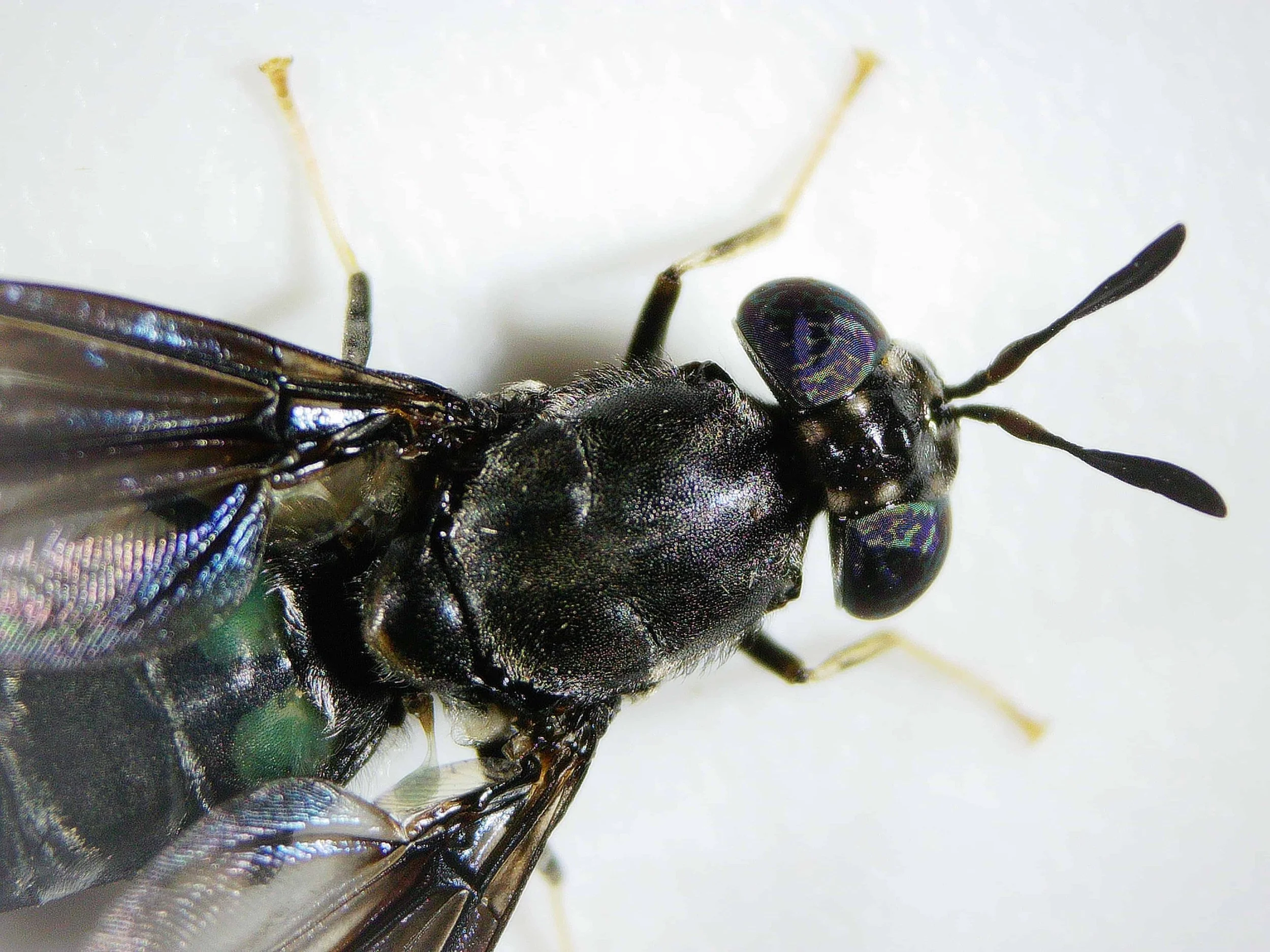 Soldier Fly Technologies