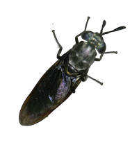 Scalable Black Soldier Fly Farming System