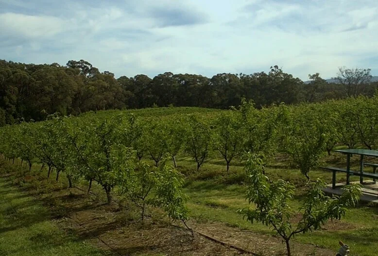 Amaroo — FMC Trading