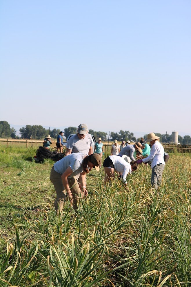 Work Trade — Chance Farm