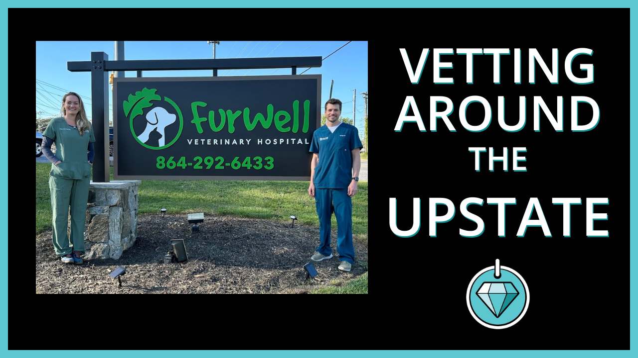 Blog — Jewel Veterinary Surgery