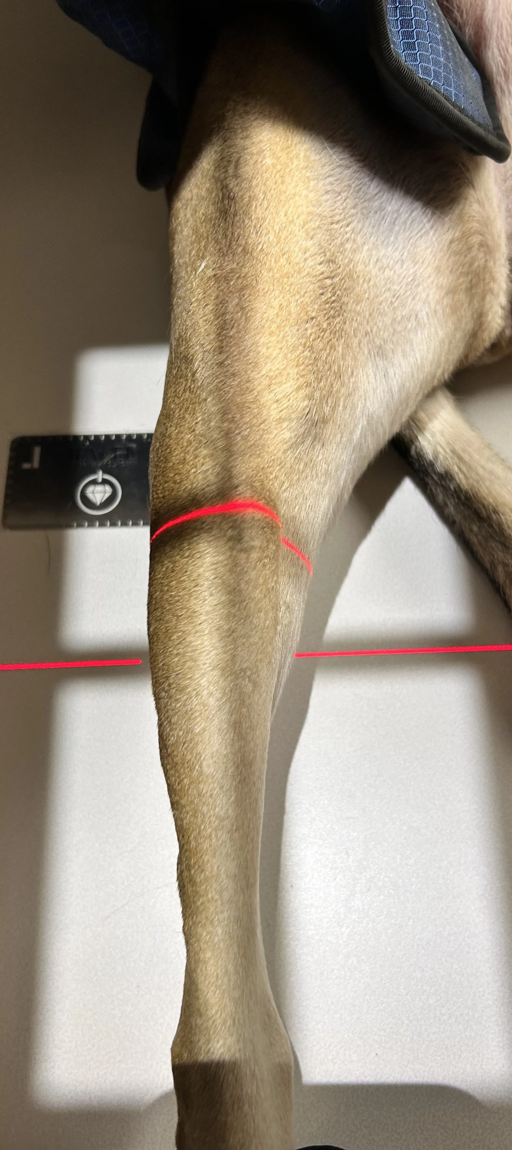 TPLO Radiographs — Jewel Veterinary Surgery