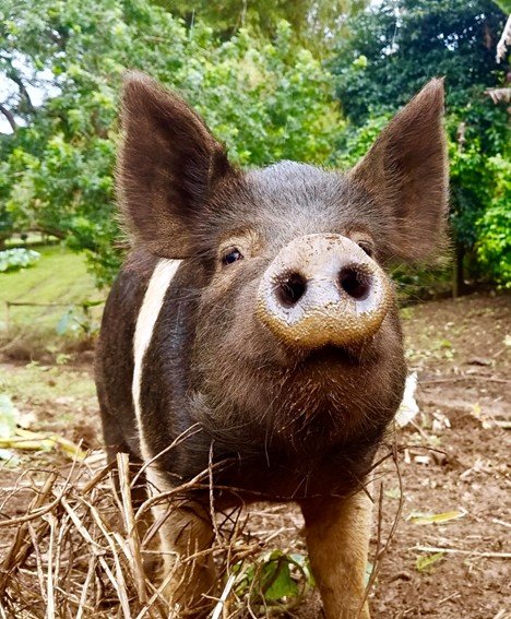 News — Leilani Farm Sanctuary